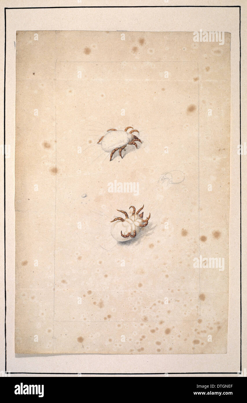 Spiders are not insects hi-res stock photography and images - Alamy