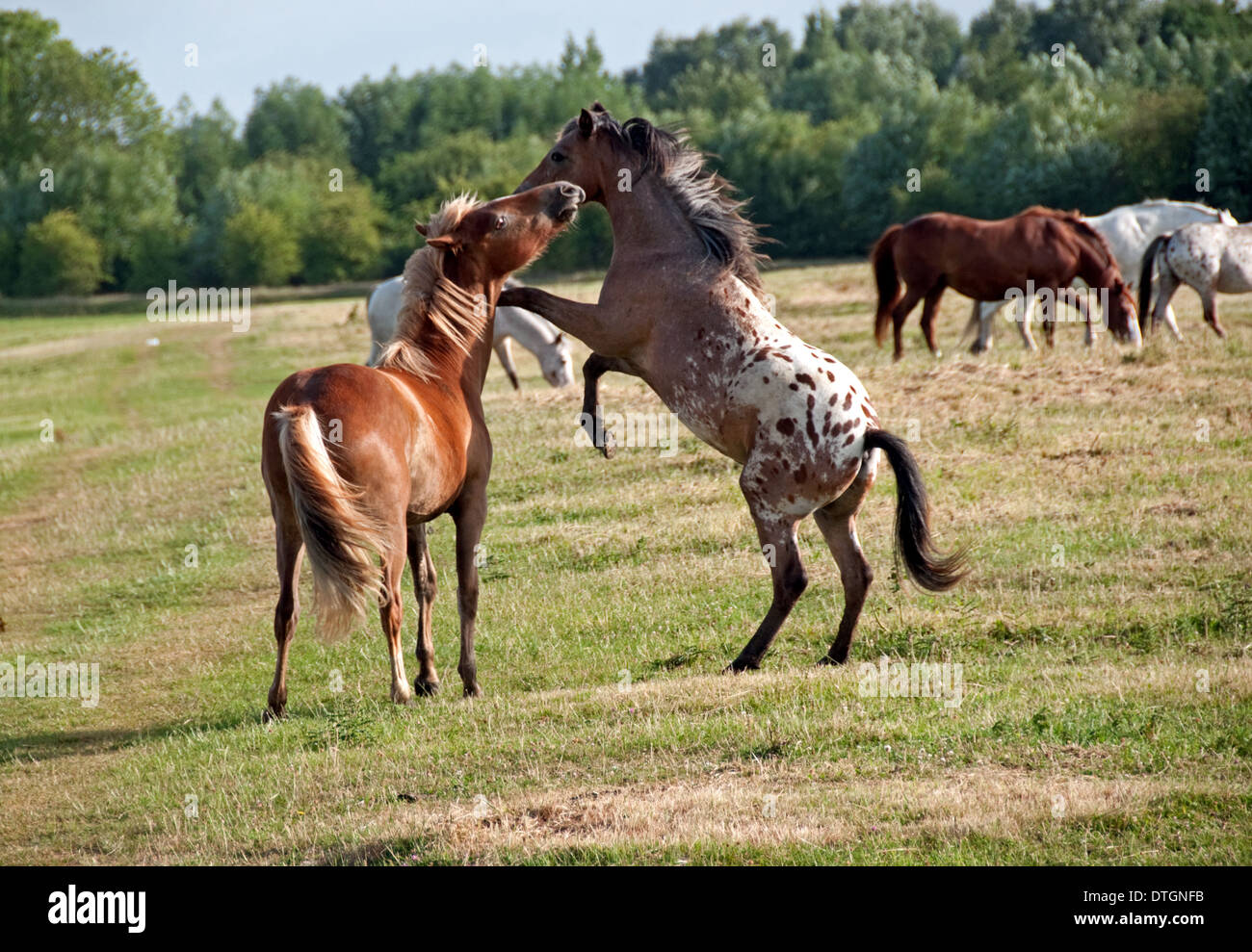 Young Horses at Play Stock Photo - Alamy
