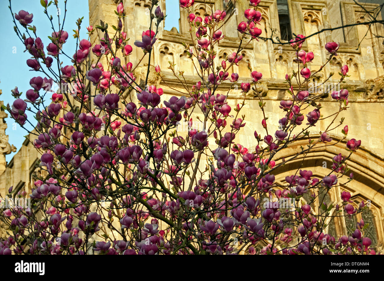 Magnolia tree uk hi-res stock photography and images - Alamy