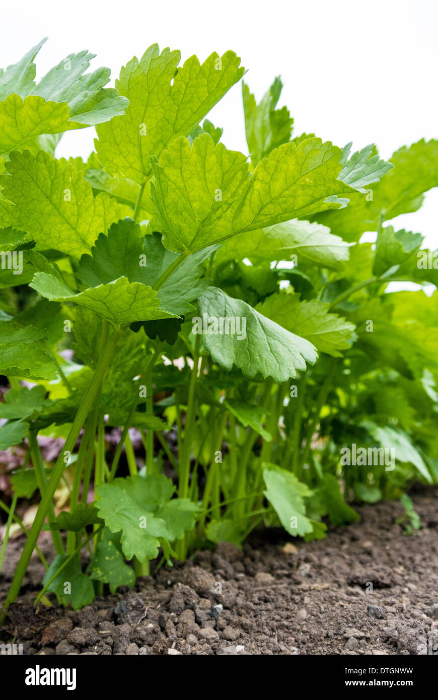Parsnip seedlings hi-res stock photography and images - Alamy