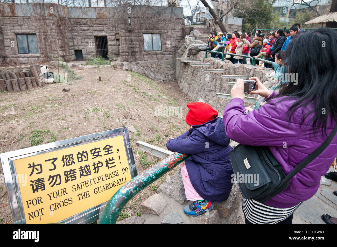 Giant panda in Panda House of Beijing Zoo, located in Xicheng District ...