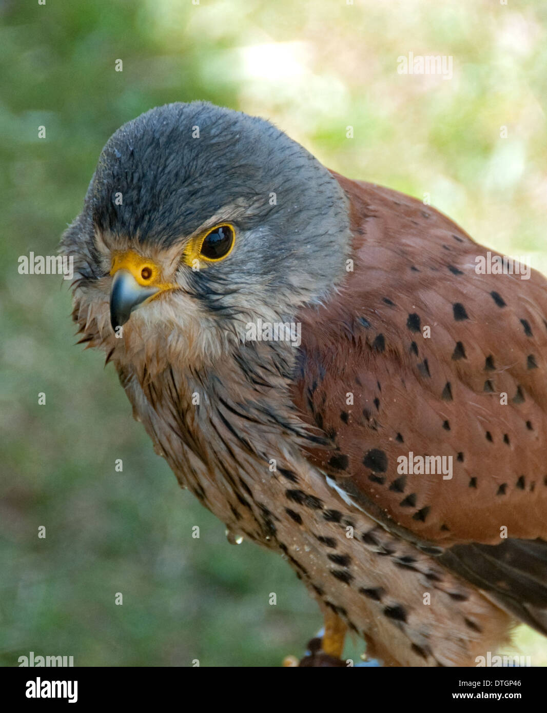 Kestrel Feathers High Resolution Stock Photography and Images - Alamy