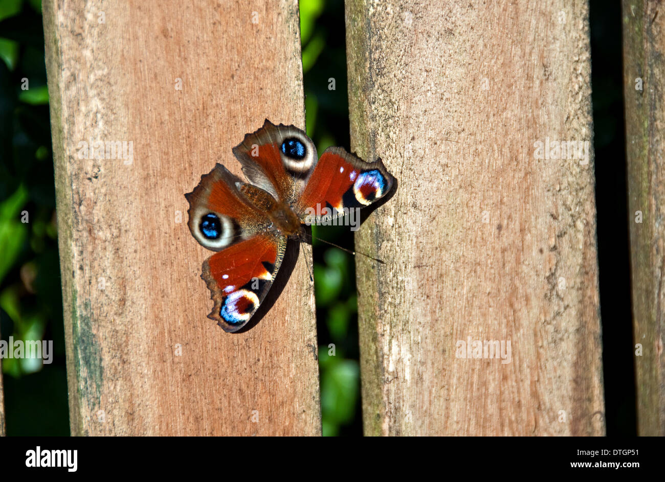 Peacock Butterfly (Inachis io Stock Photo - Alamy