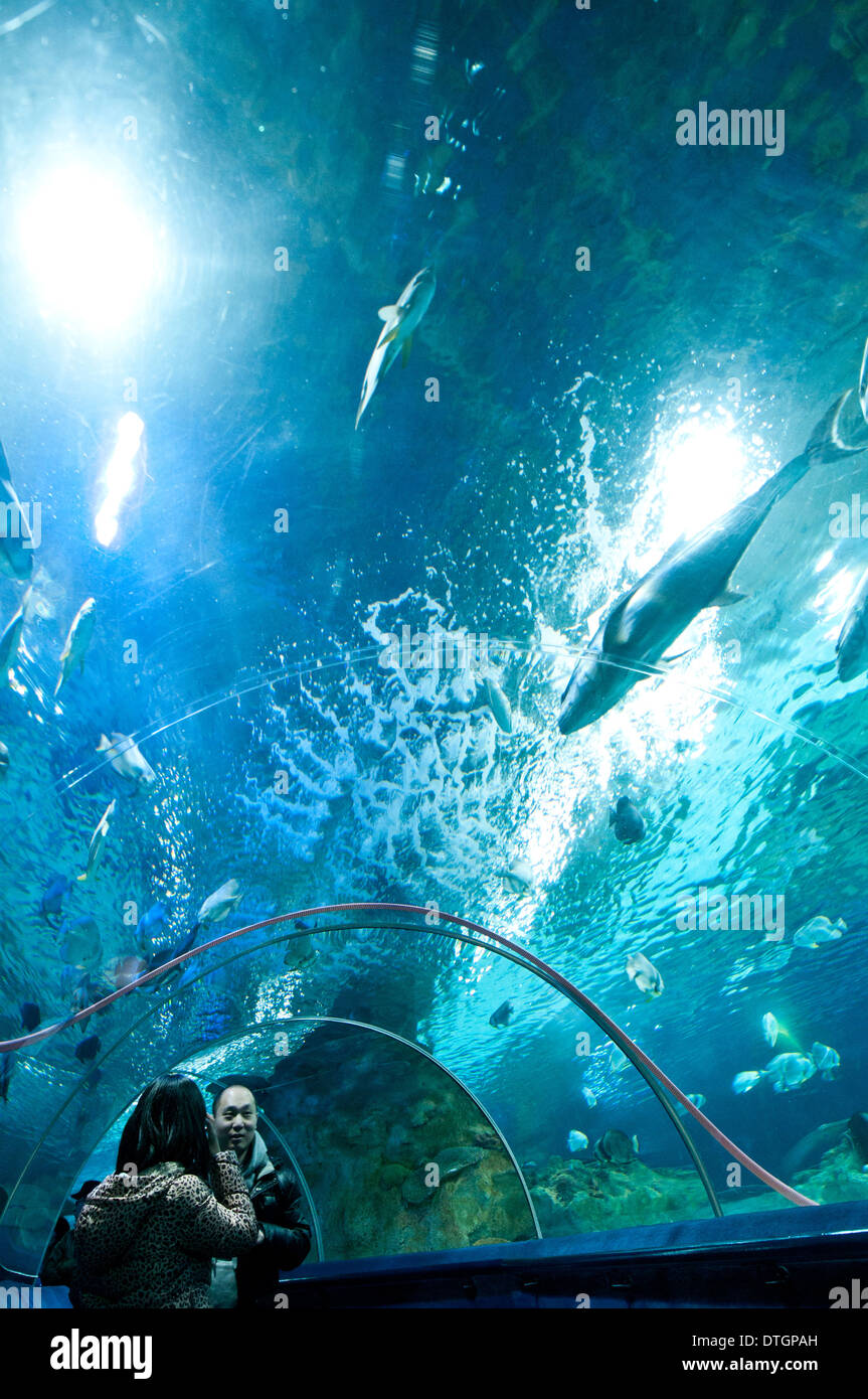 acrylic underwater tunnel in Beijing Gongti Richina Underwater World ...
