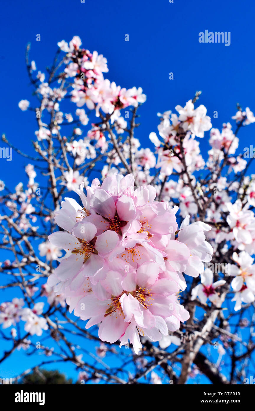 closeup of an almond tree in full bloom Stock Photo - Alamy