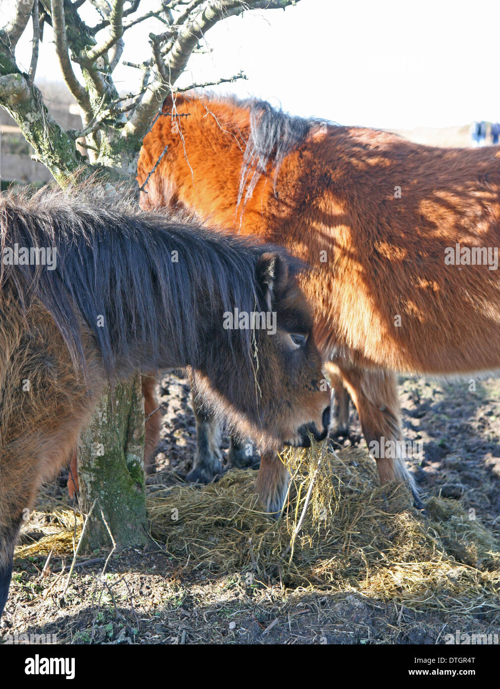 ponies near Sancreed Cornwall Stock Photo - Alamy