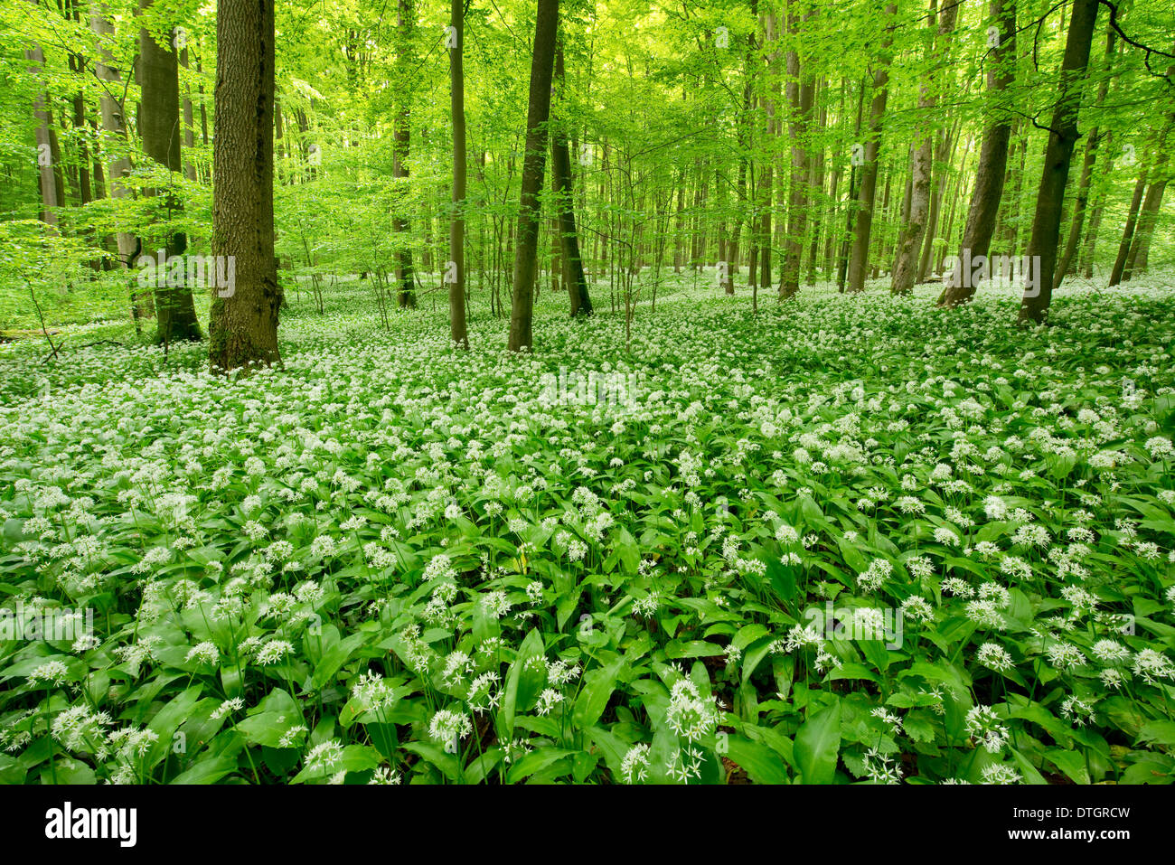 European Beech forest (Fagus sylvatica) with flowering Wild Garlic or ...