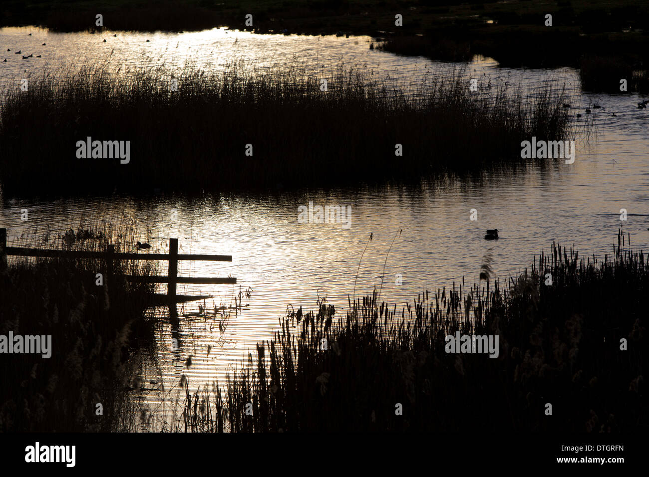 Flooded water meadows, England, UK Stock Photo - Alamy
