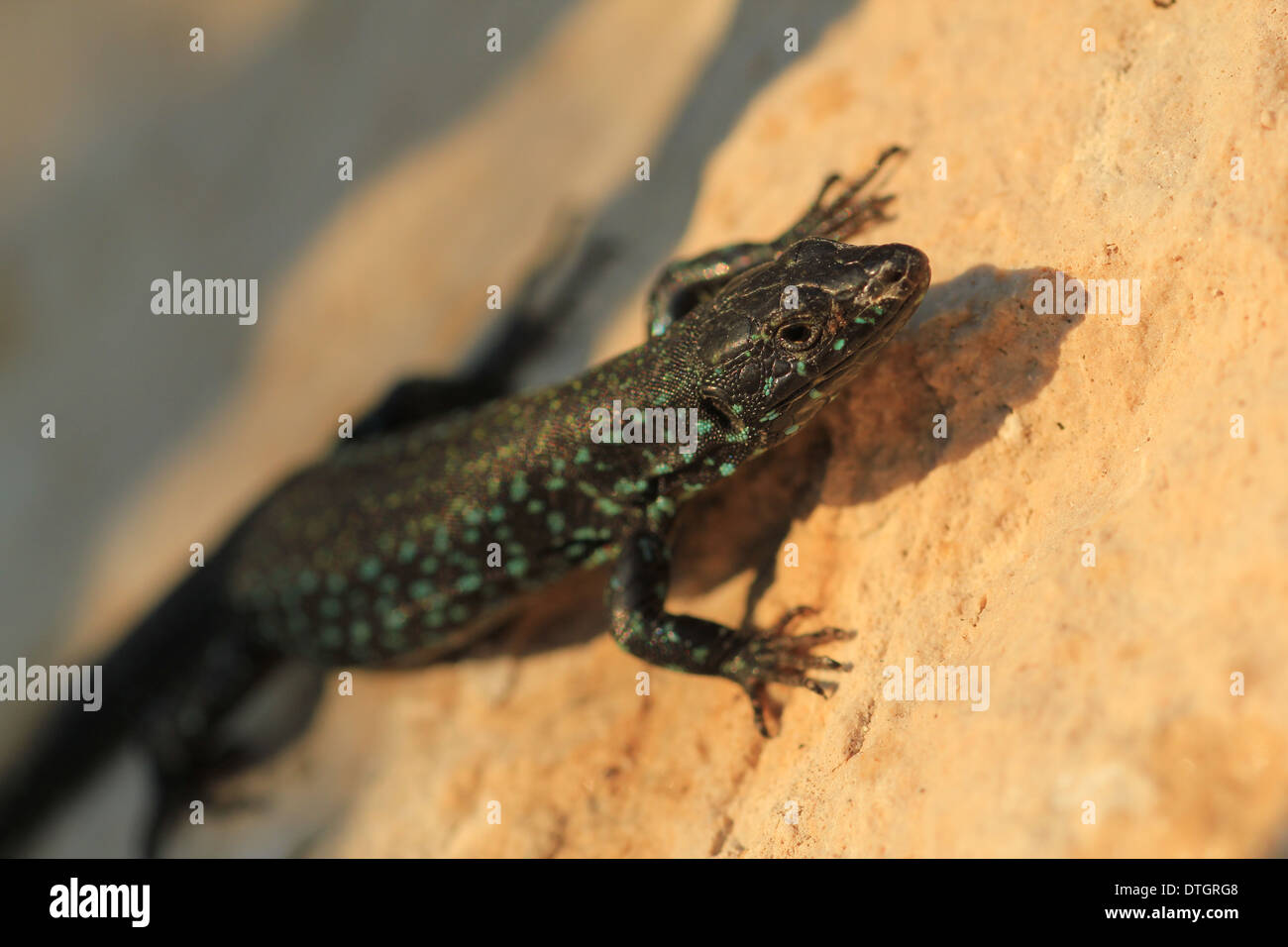 Podarcis filfolensis ssp filfolensis hi-res stock photography and ...