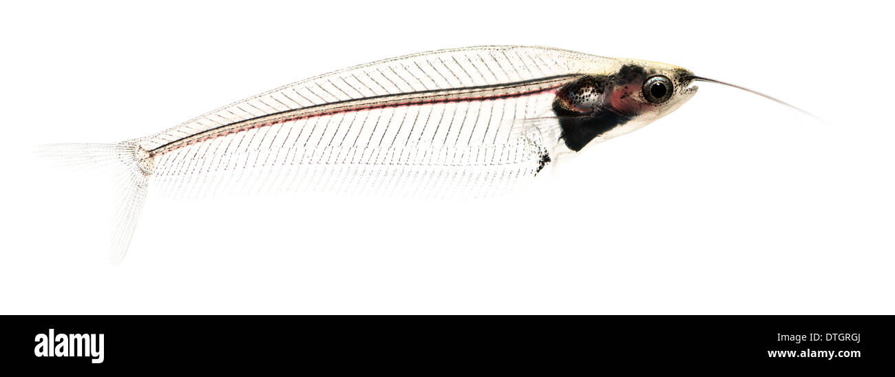 Side view of a Ghost catfish, Kryptopterus minor, against white ...