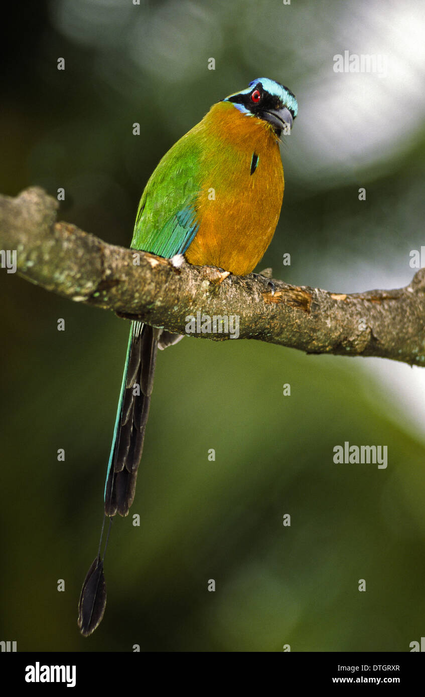 BLUE CROWNED MOTMOT (Momotus momota) IN A TOBAGO FOREST WEST INDIES ...