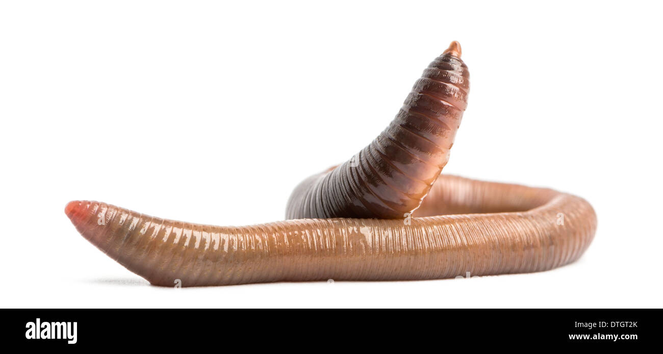 Common earthworm, Lumbricus terrestris, against white background Stock ...