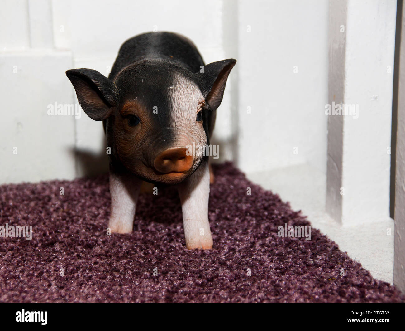 Micro Pig Stock Photos & Micro Pig Stock Images - Alamy