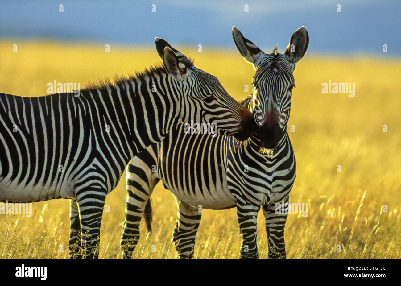 South africa zebra landscape hi-res stock photography and images - Alamy