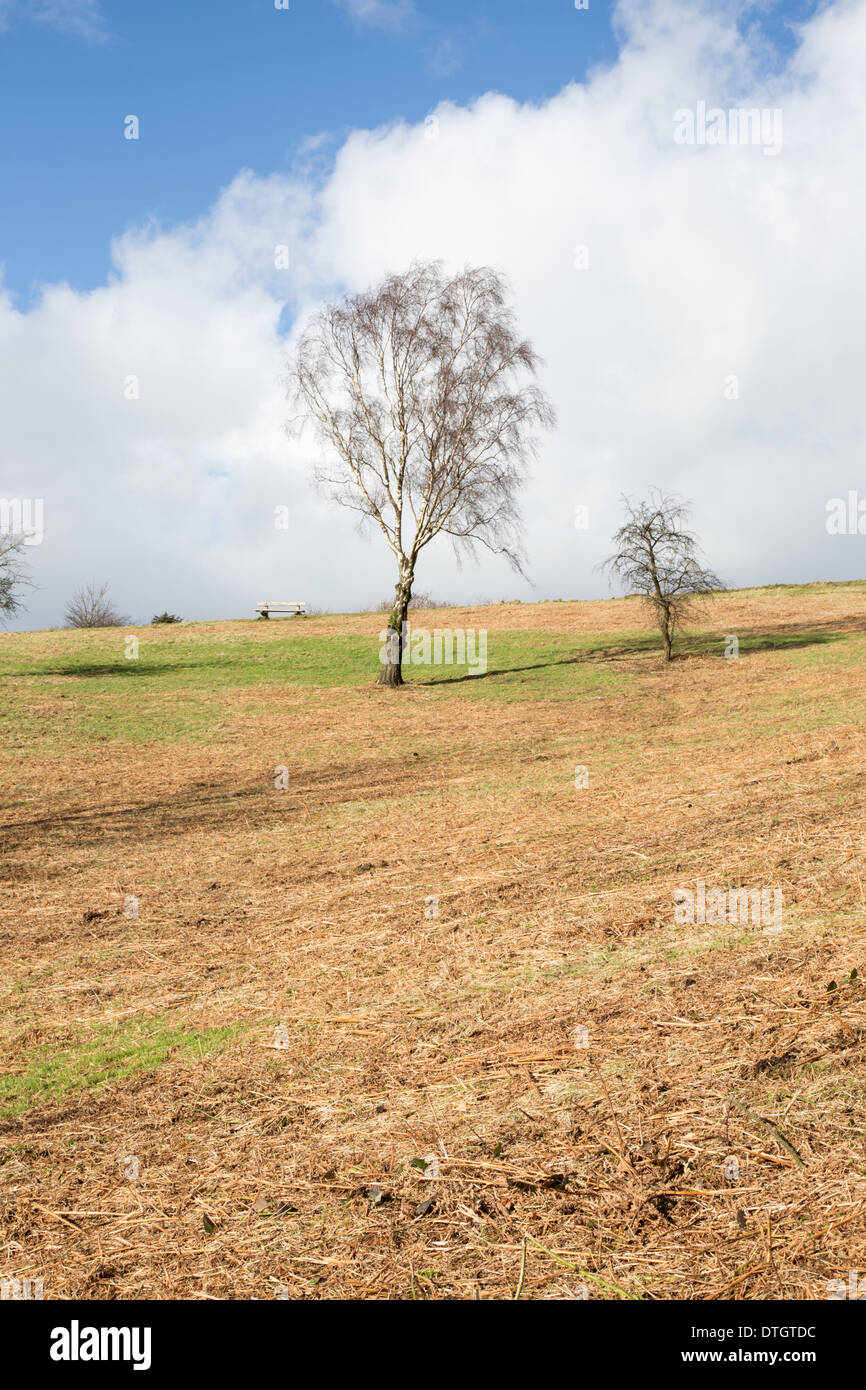 Bracken infestation clearance on a upland hillside, England, UK Stock ...