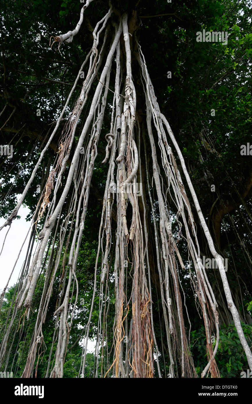 Giant Banyan Tree (Ficus benghalensis), Candi Mendut, Mendut Temple ...