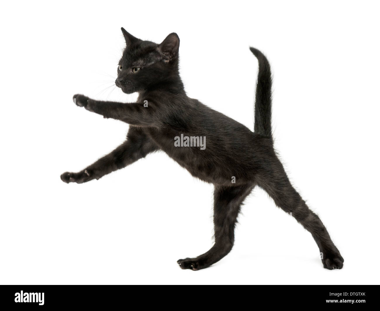 Cat reaching up with paws hi-res stock photography and images - Alamy