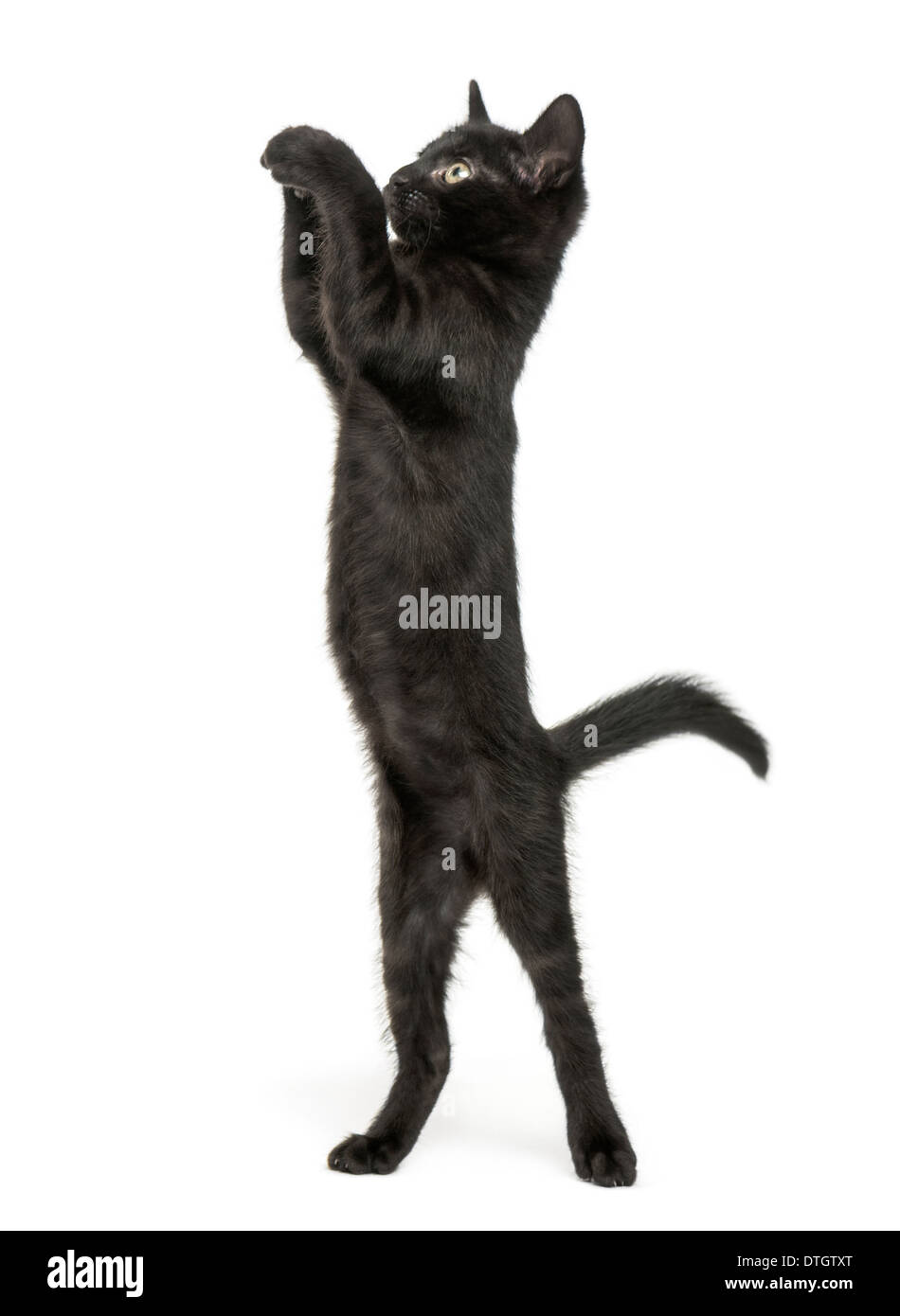 Cat reaching up with paws hi-res stock photography and images - Alamy