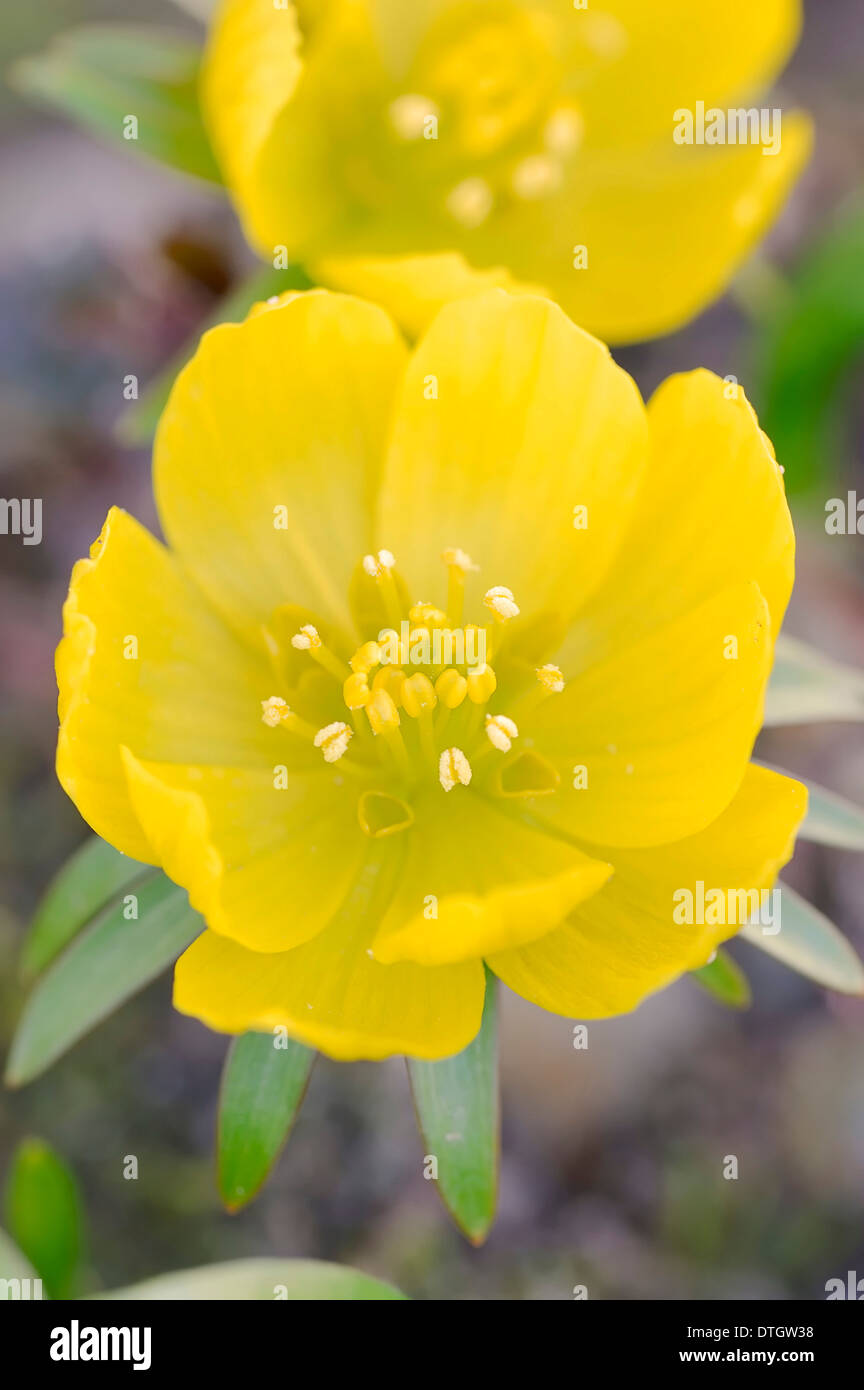 Aconite flower hi-res stock photography and images - Alamy