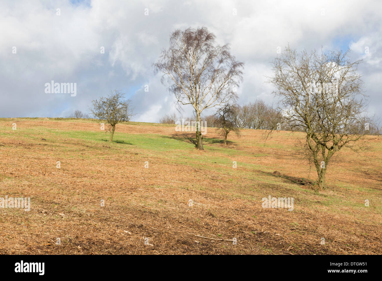 Bracken infestation clearance on a upland hillside, England, UK Stock ...