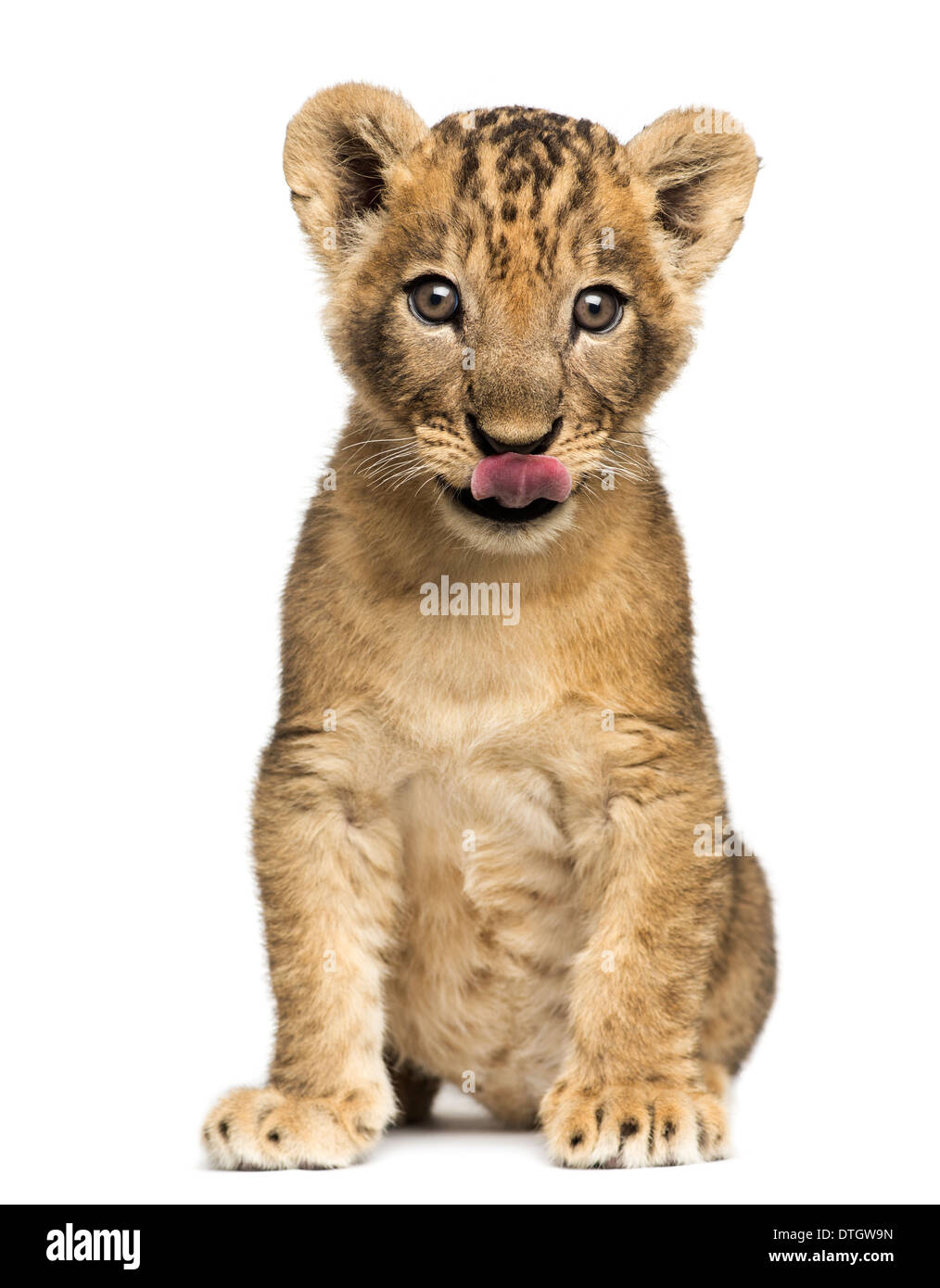 The lion and the cub hi-res stock photography and images - Alamy