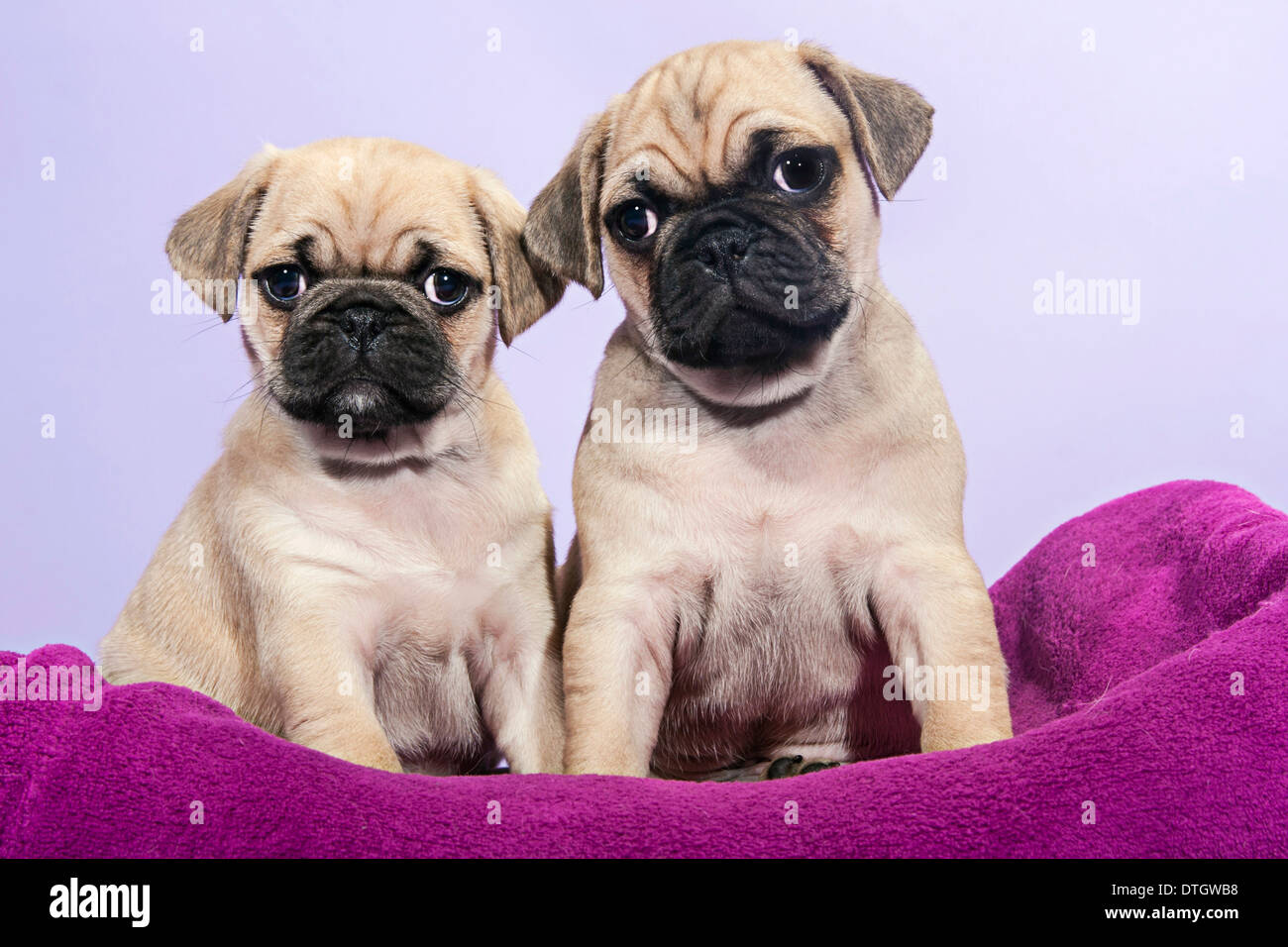 Two Pugs, puppies Stock Photo - Alamy