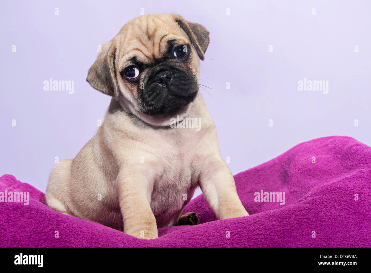 Grumpy pug hi-res stock photography and images - Alamy