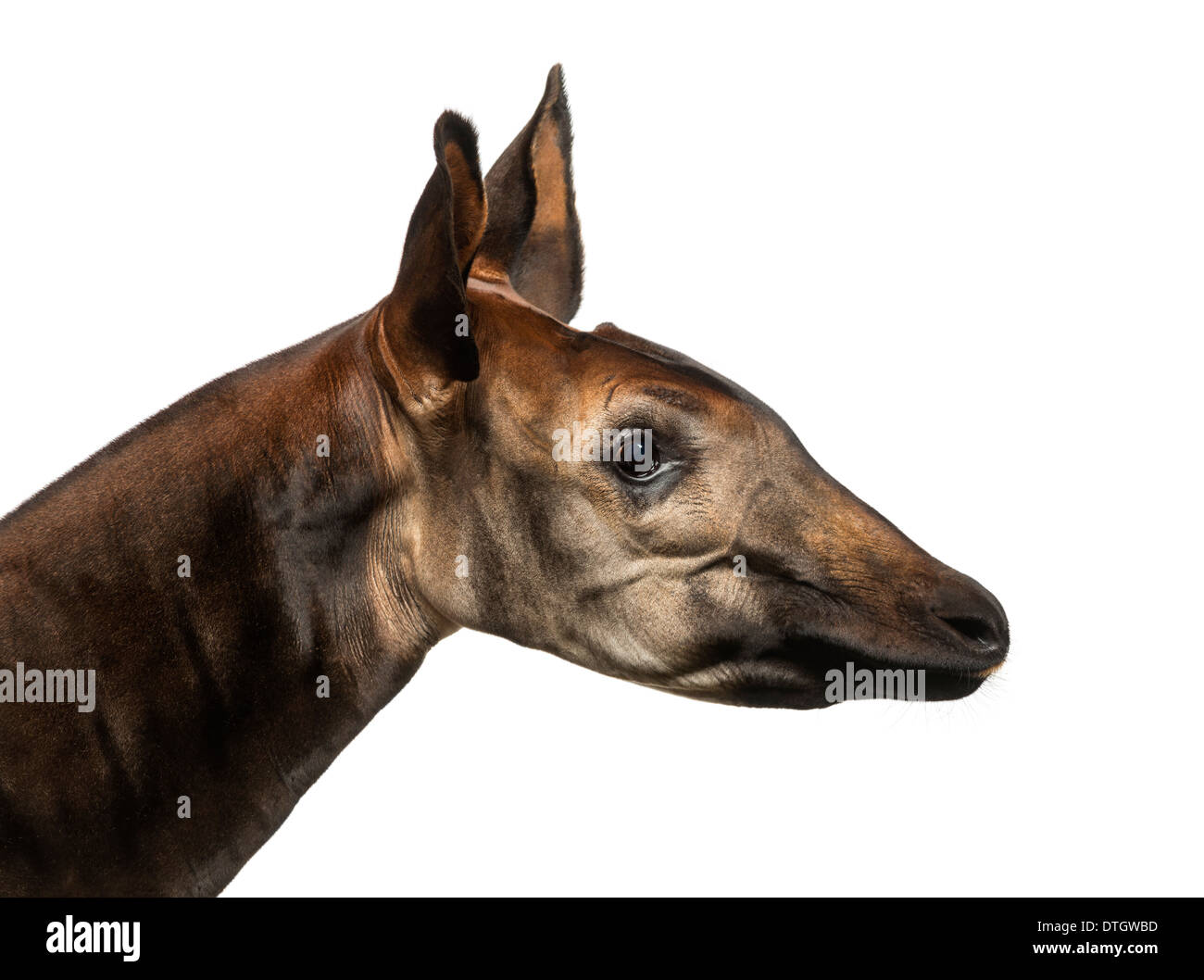 Close-up of an Okapi in profile, Okapia johnstoni, against white ...