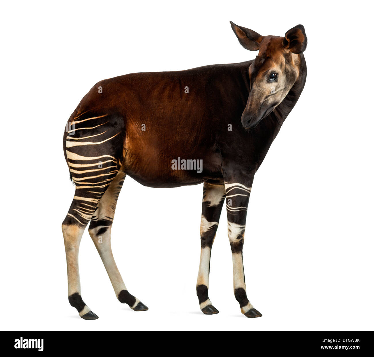 Side view of an Okapi standing, Okapia johnstoni, against white ...
