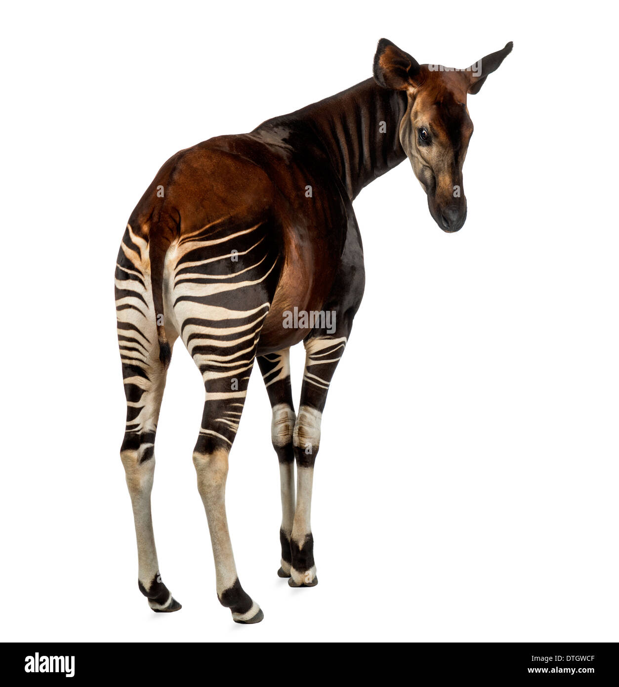 Rear view of an Okapi looking back, Okapia johnstoni, against white ...