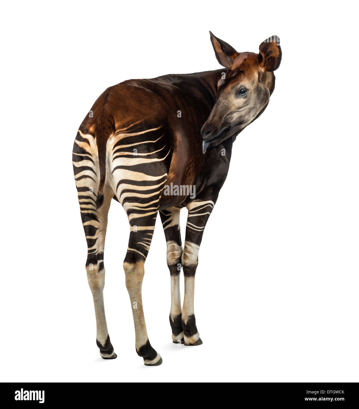 Rear view of an Okapi licking, Okapia johnstoni, against white ...