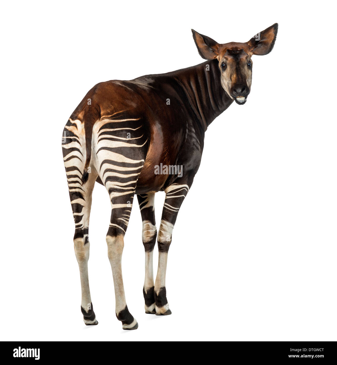Portrait okapi animal mammal Cut Out Stock Images & Pictures - Alamy