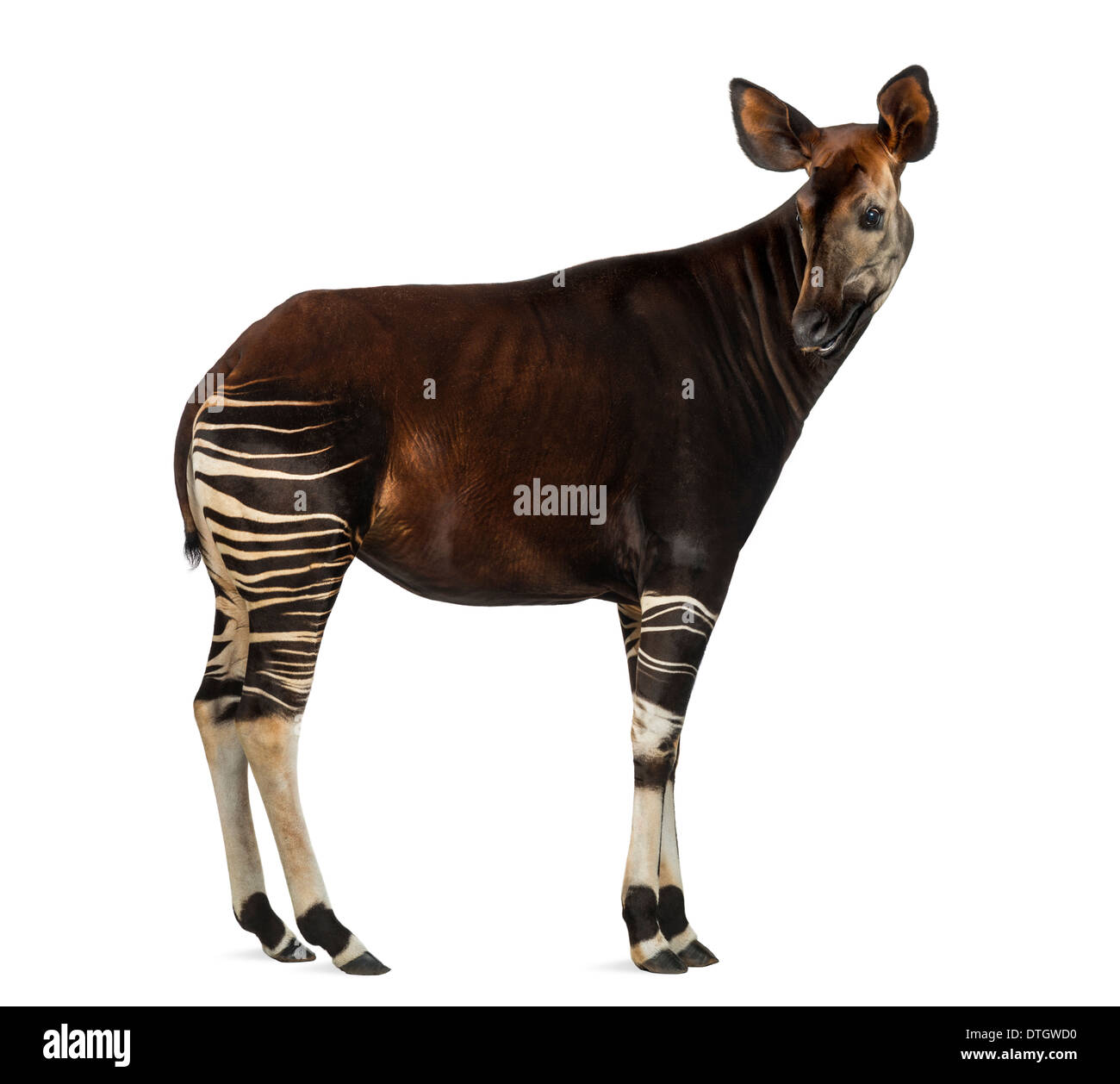 Side view of an Okapi standing, Okapia johnstoni, against white ...