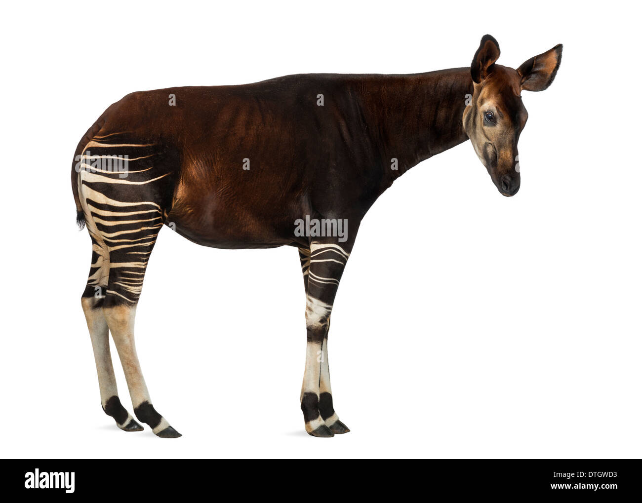 Side view of an Okapi standing, Okapia johnstoni, against white ...