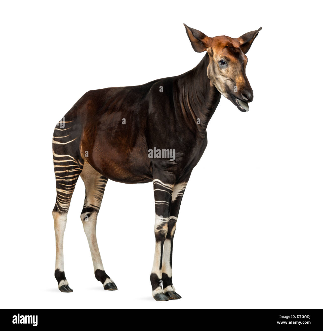 Okapi calling, Okapia johnstoni, against white background Stock Photo ...