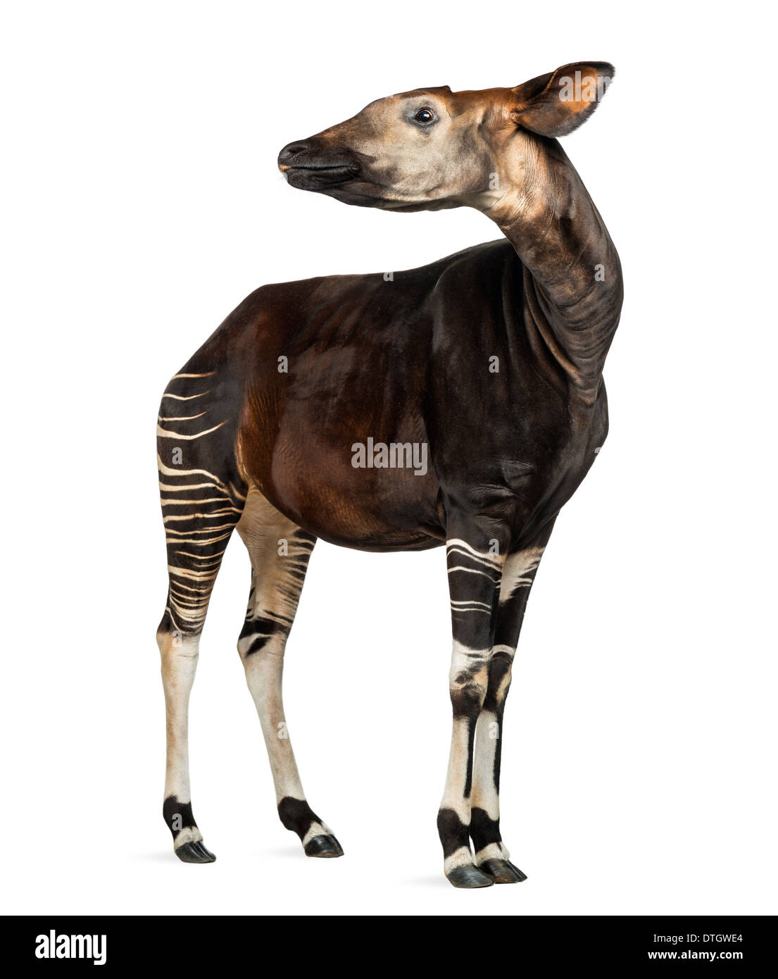 Side view of an Okapi standing, Okapia johnstoni, against white ...
