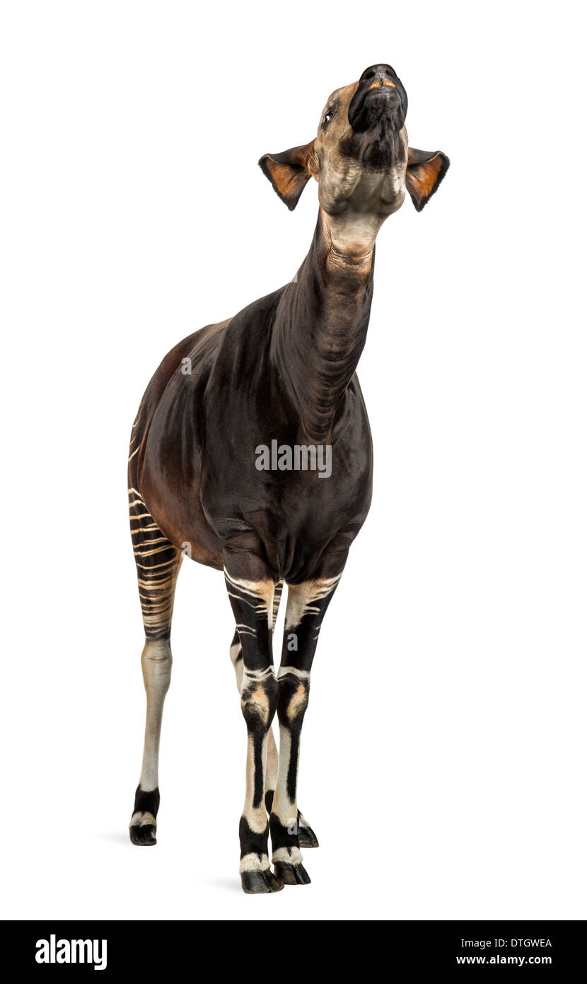 Okapi standing, looking up, Okapia johnstoni, against white background ...