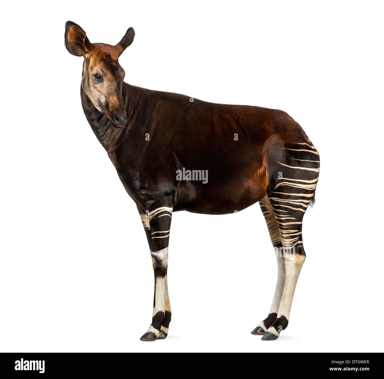 Side view of an Okapi standing, Okapia johnstoni, against white ...