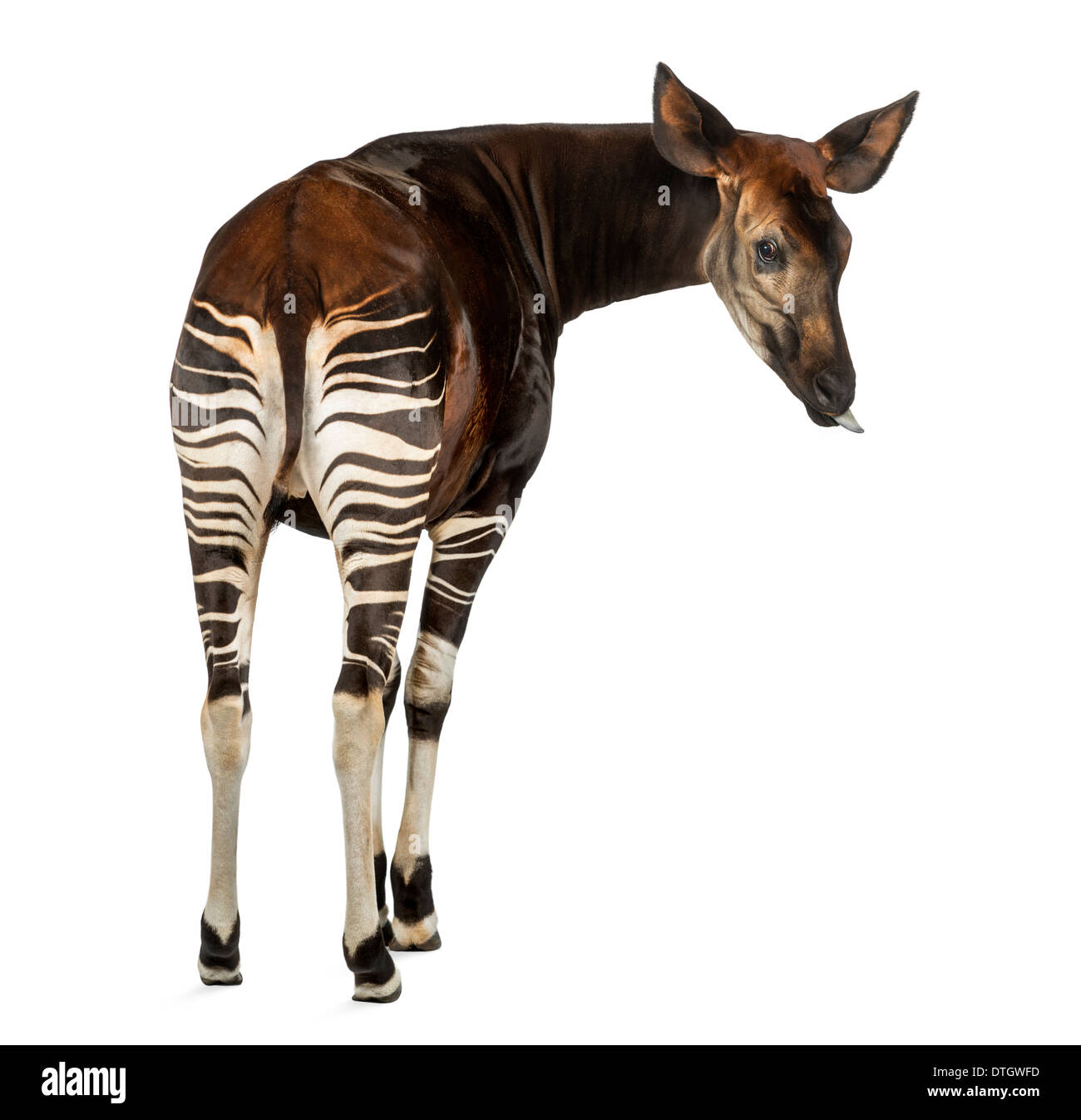 Rear view of an Okapi, looking back, sticking its tongue, Okapia ...