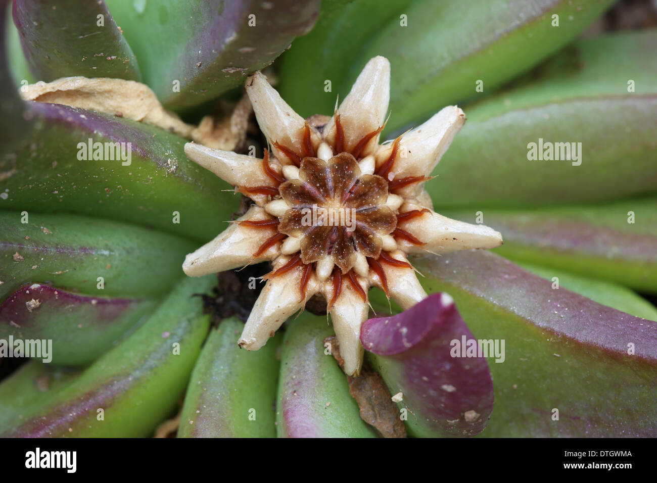 Succulent plant south africa hi-res stock photography and images - Alamy
