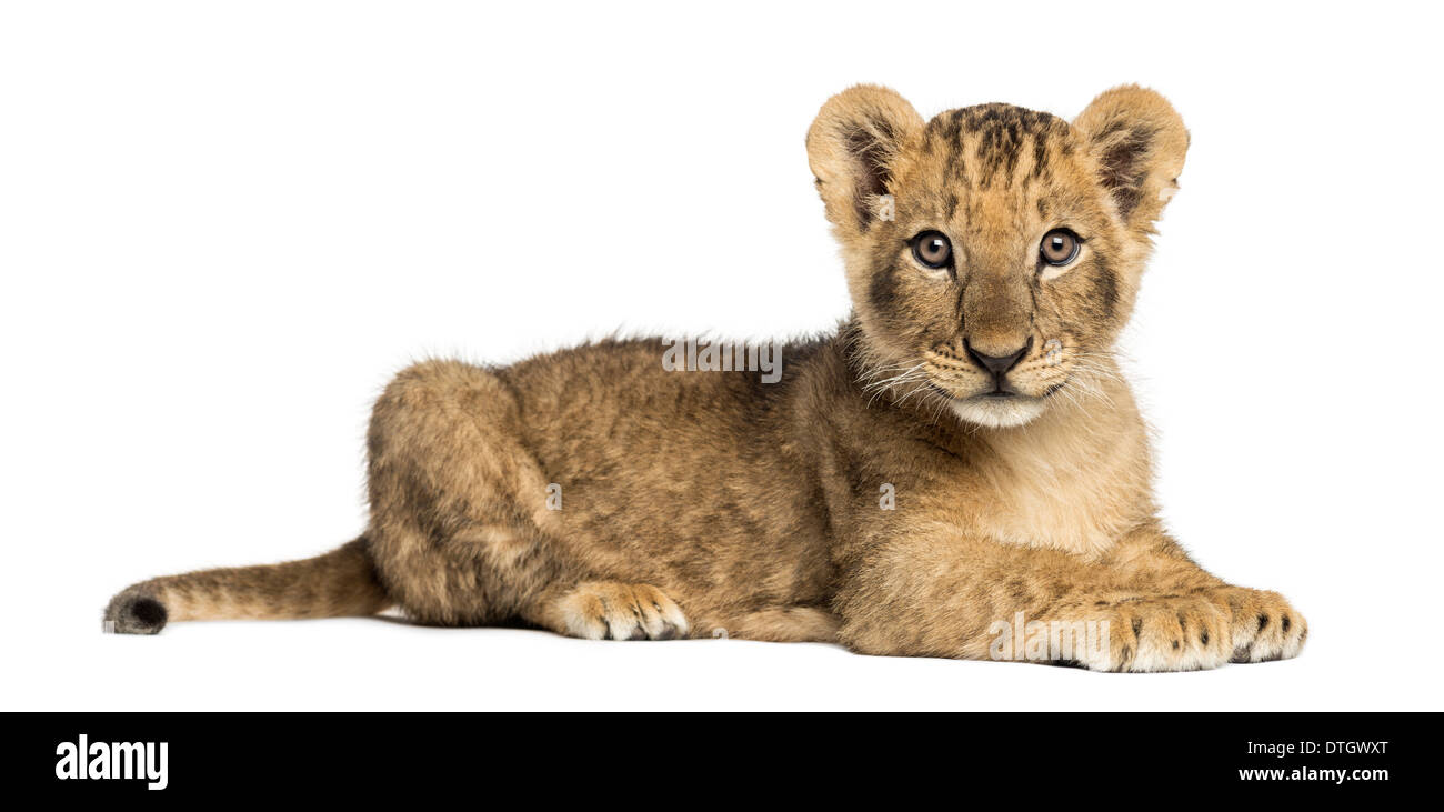 Side view of a Lion cub lying, looking at the camera, 10 weeks old ...