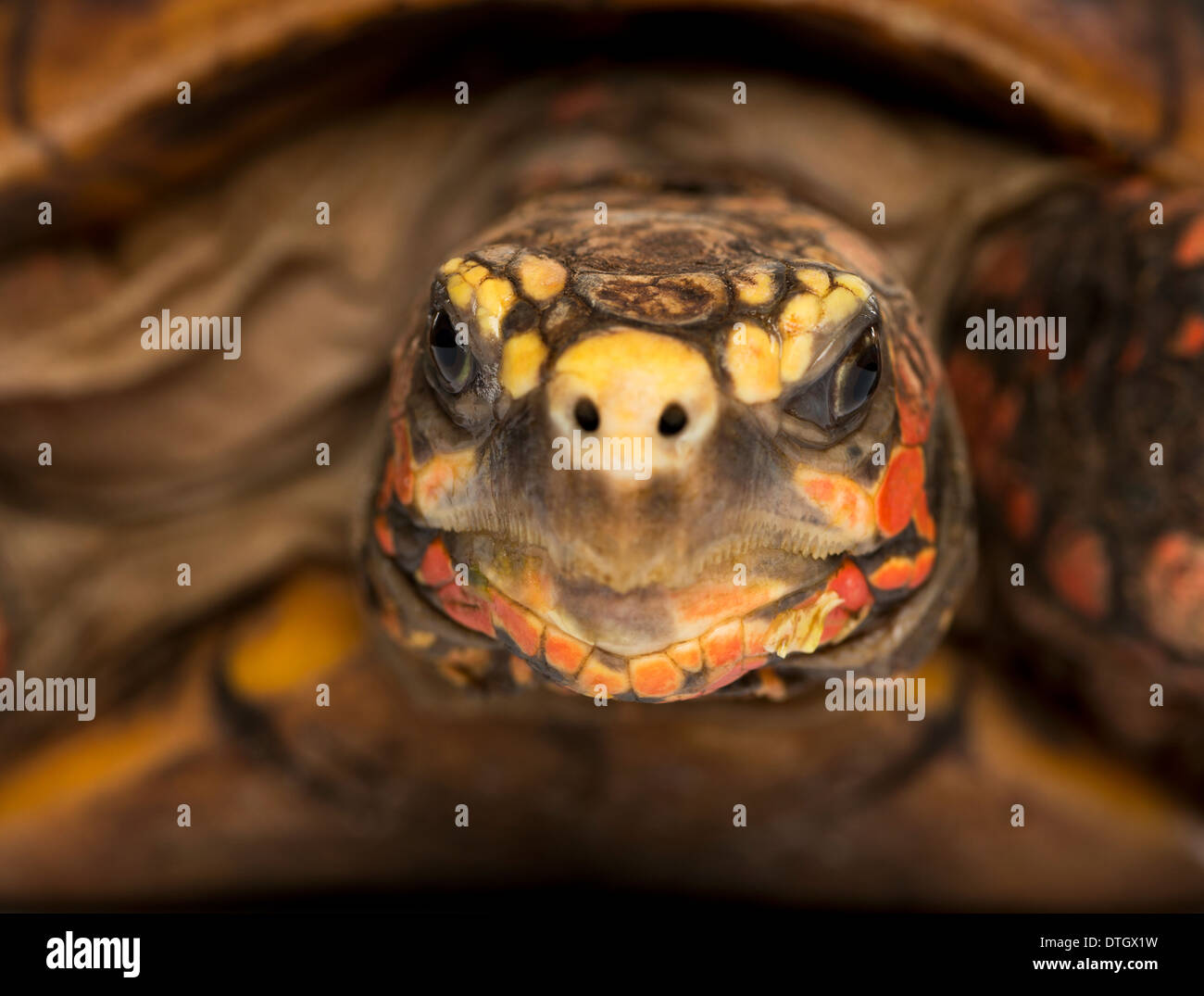 Close-up of a Red-footed tortoise, Chelonoidis carbonaria Stock Photo ...