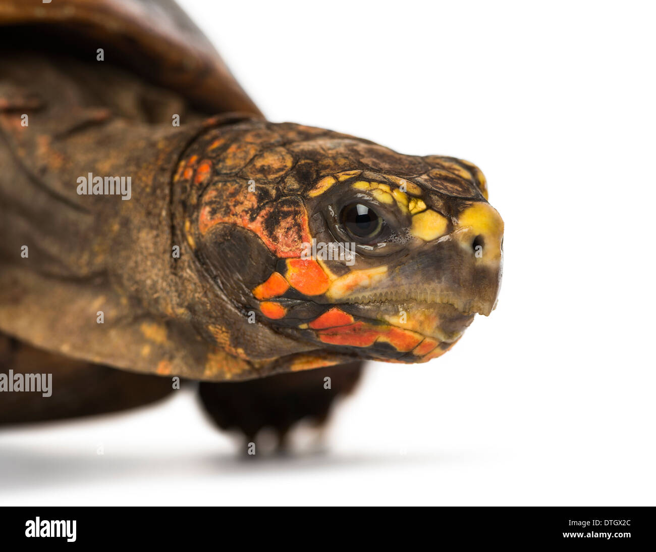 Tortoise pattern hi-res stock photography and images - Alamy