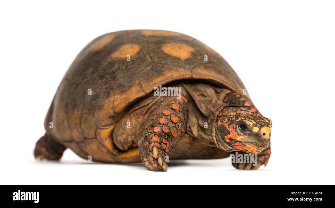 Red footed tortoise chelonoidis carbonaria hi-res stock photography and ...
