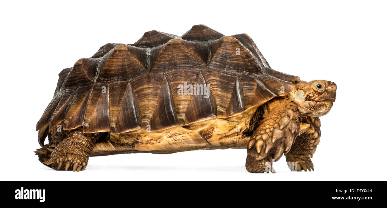 Side view of an African Spurred Tortoise standing, Geochelone sulcata ...