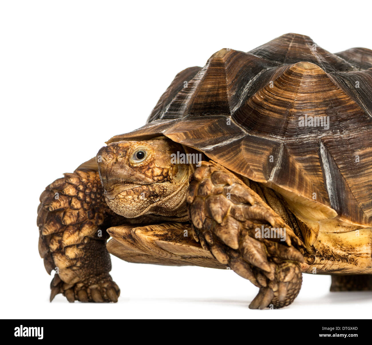 Close-up of an African Spurred Tortoise looking at the camera ...