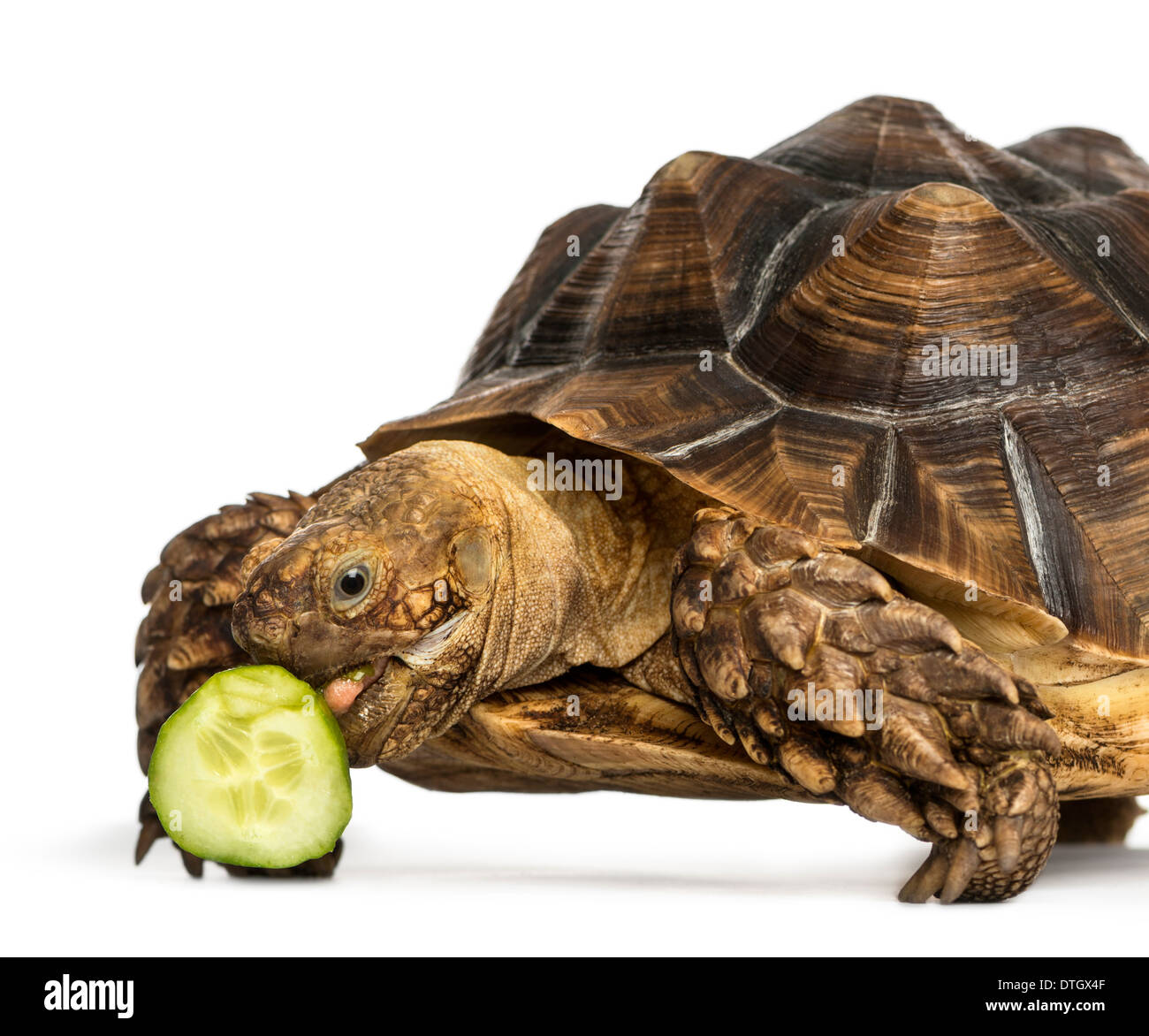 Tortoise mouth open hi-res stock photography and images - Alamy