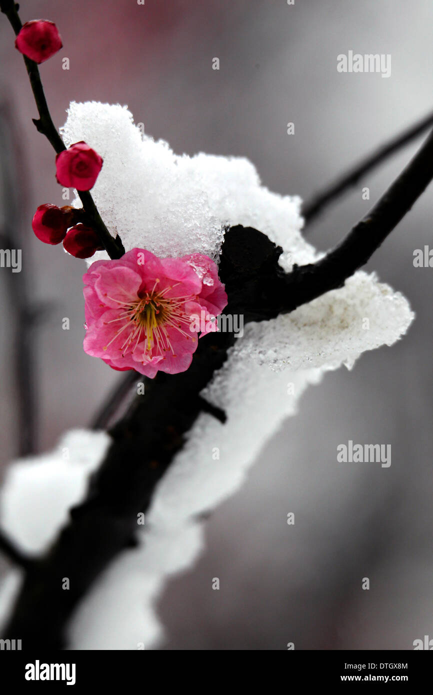 Nanjing. 18th Feb, 2014. Photo taken on Feb. 18, 2014 shows plum ...