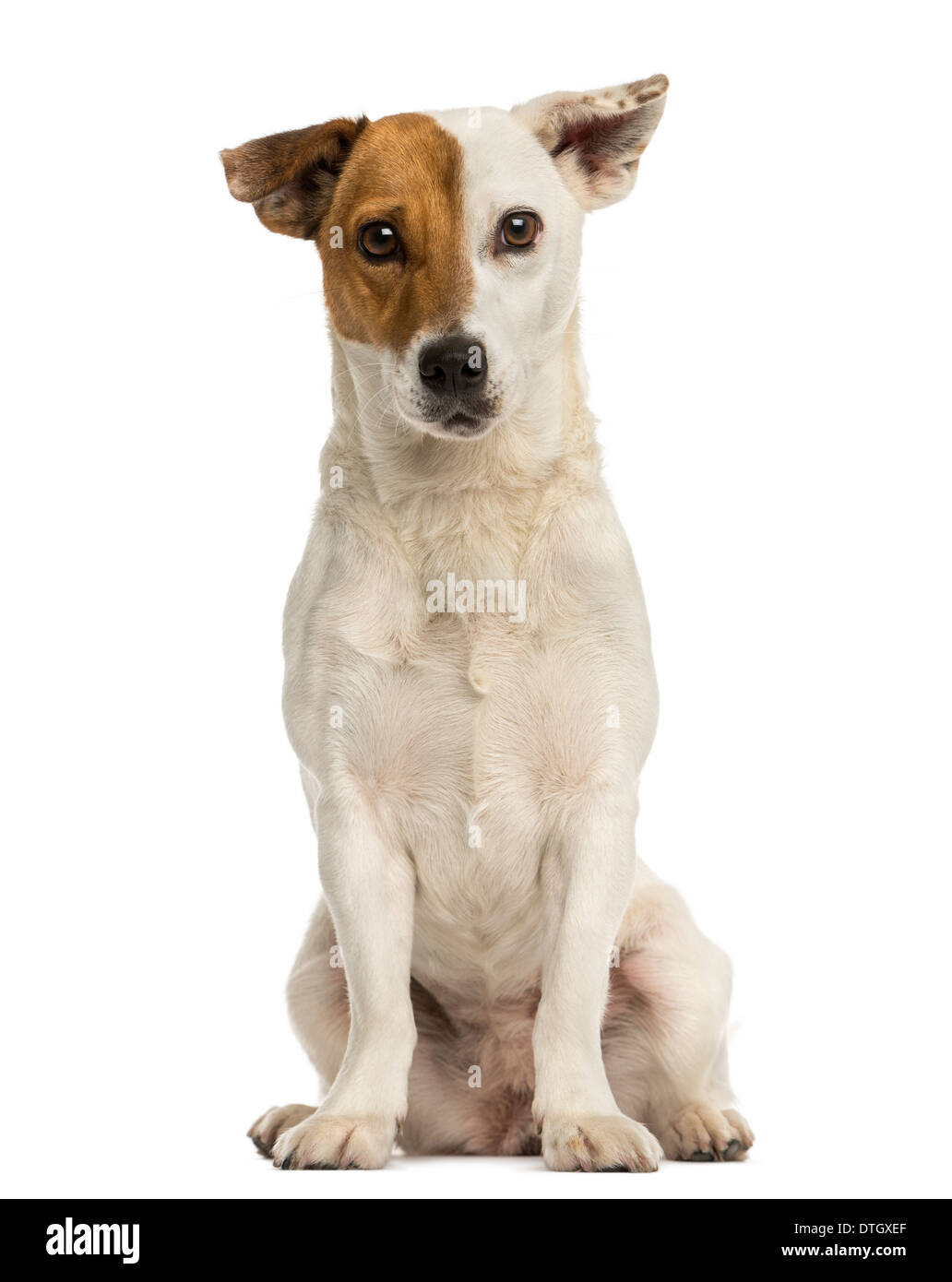Front view of a Jack Russel terrier sitting, looking at the camera ...
