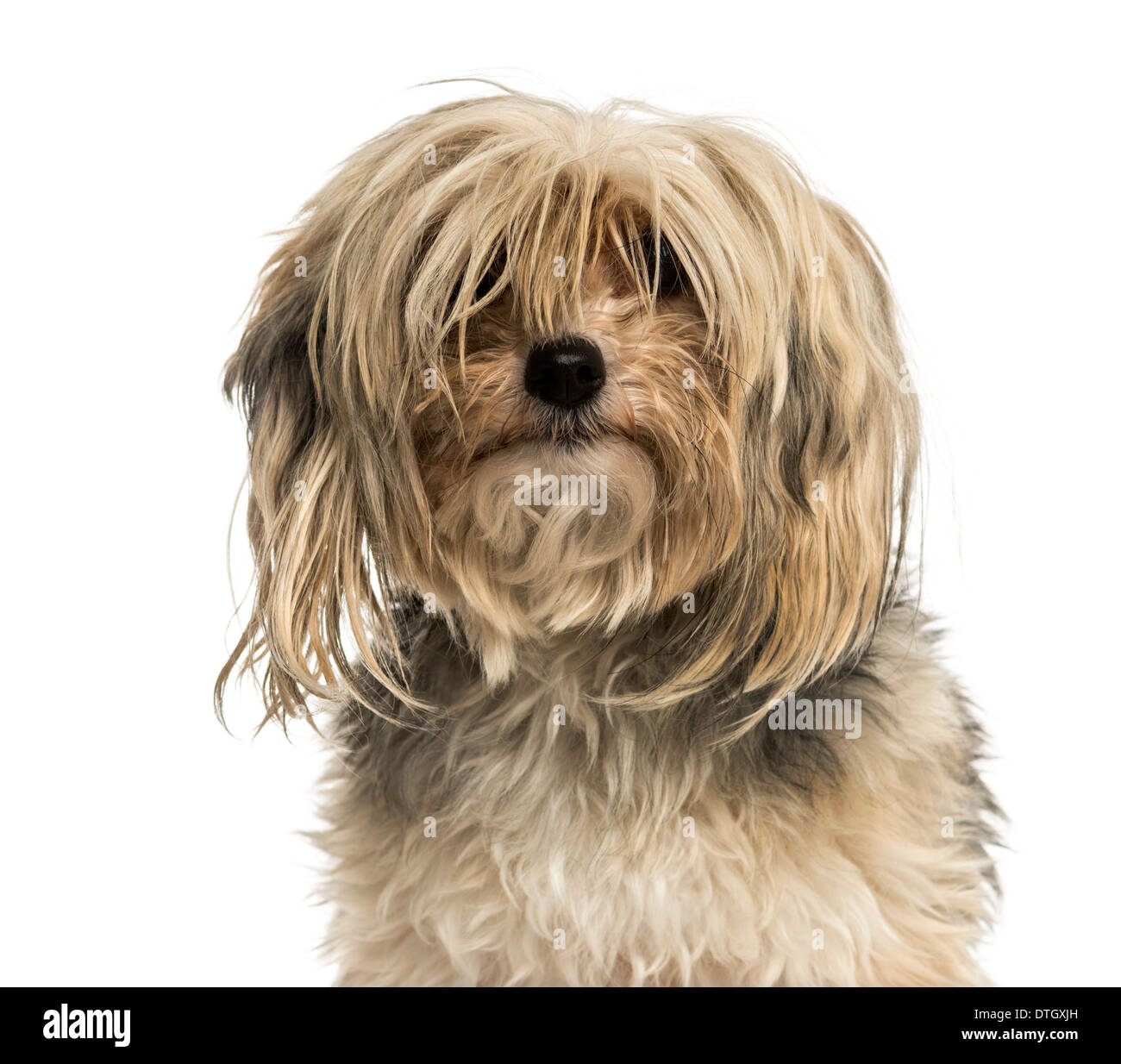 Messy furry hairy hi-res stock photography and images - Alamy